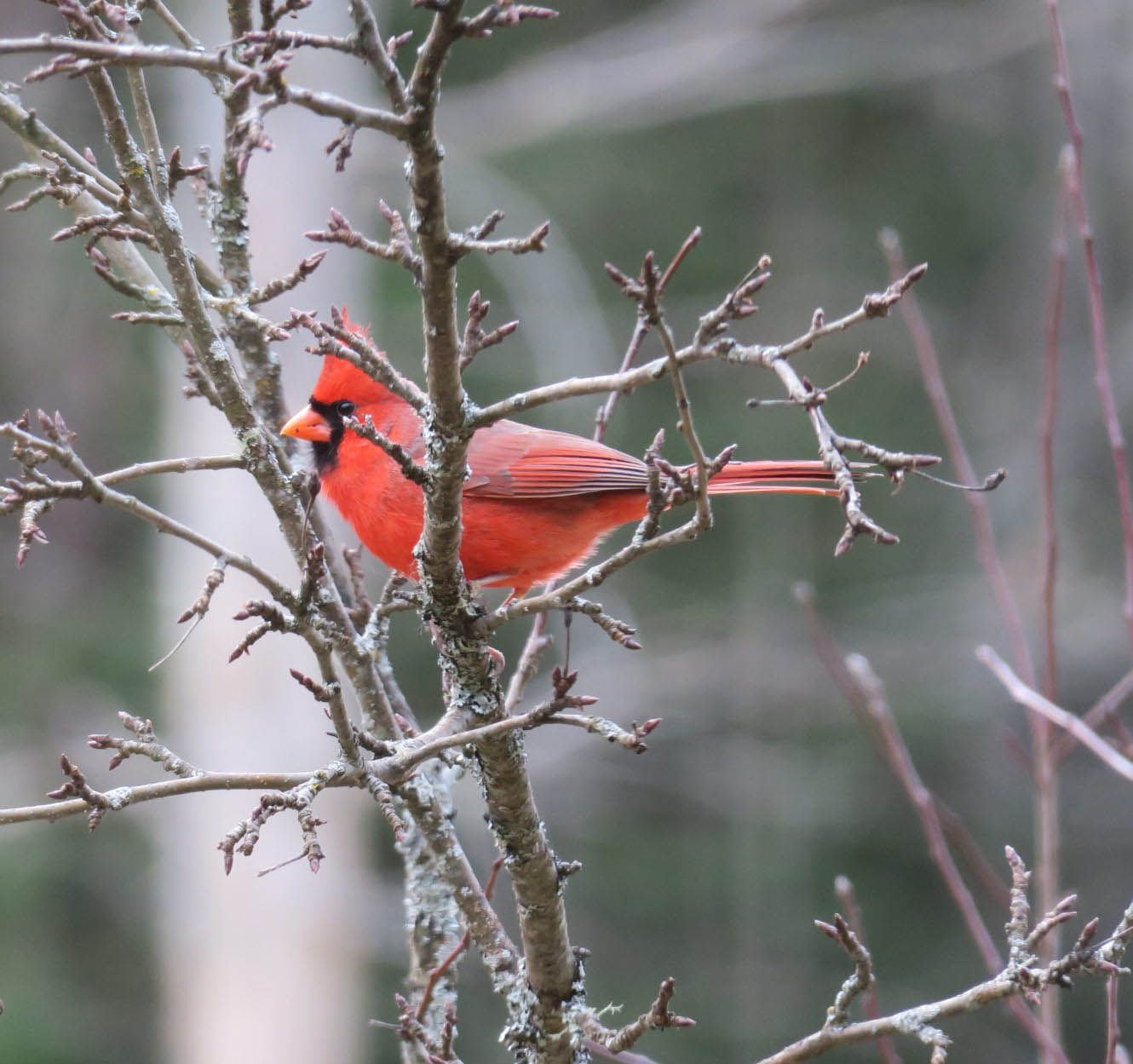 Colorful cardinal | News, Sports, Jobs - Adirondack Daily Enterprise
